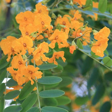 Tipuana Tipu Rosewood Pikirangi Online Garden Centre