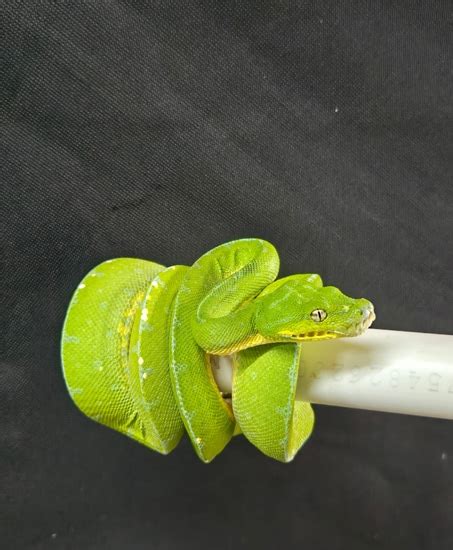 Jayapura Locality Green Tree Pythons By Danis Reptiles
