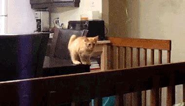 Funny Cat Fails S