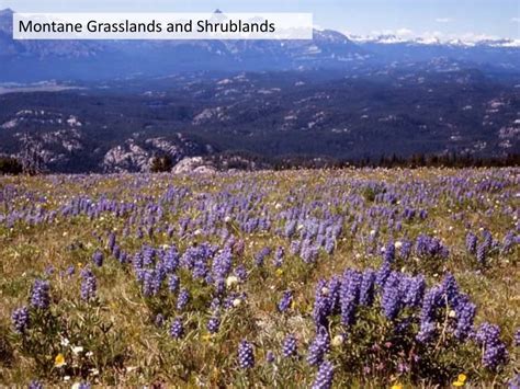 Ppt Discover The Worlds Biomes Through Stunning Images Powerpoint