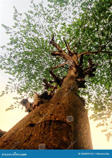 Kersen Tree Also Known As Capulin Blanco Cacaniqua Nigua Niguito