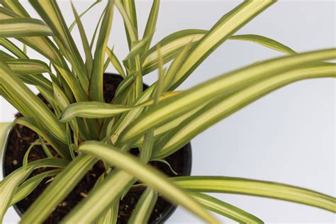 Phormiums New Zealand Flax Hedge Xpress Buy Online Hedges And Shrubs