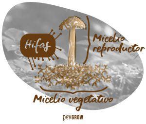 Micelio ¿qué Es Para Qué Sirve Y Cómo Se Cultiva