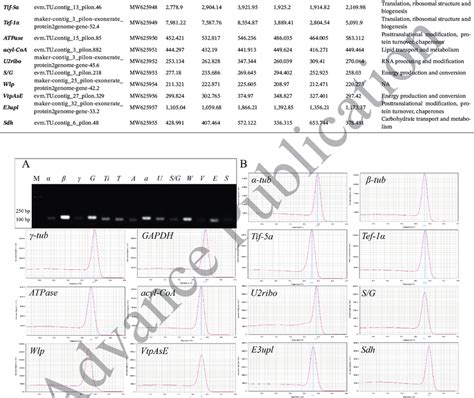 The Specificity Verification Of Pair Wise Primers Used In This Study Download Scientific