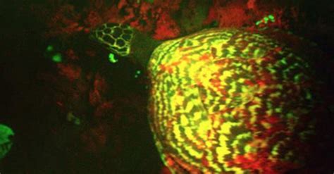 Biofluorescent Sea Turtles Where Plants And Animals