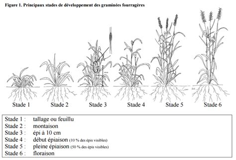 Cycle Des Plantes Utilisées En élevage Sd Classesully