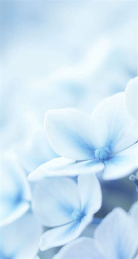 Blue Flower Photography Wallpaper