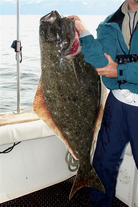 Arctic Halibut