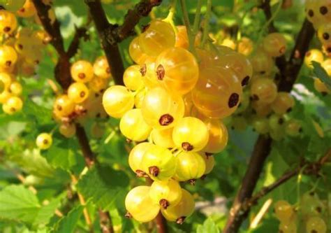 Купить саженцы ягодных кустарников из питомника "КСП" – доставка почтой ...