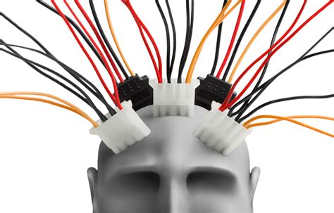 Conectan Por Primera Vez A Un Cerebro Con Internet Infobae