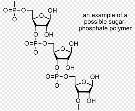 Polymer Structure Of Carbohydrates