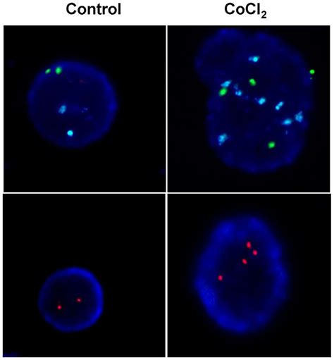 Confirmation Of Induction Of Cell Polyploidy In Colon Cancer Cells Download Scientific Diagram