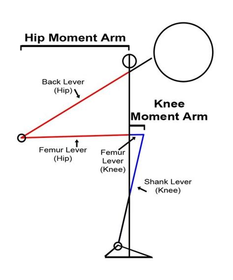 Analyzing The Squat Nicholas Soleyn Medical Babe Studying Exercise Physiology Biomechanics