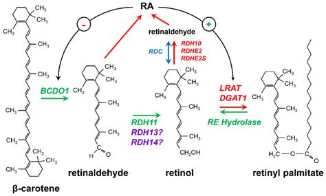 Generation Of Retinaldehyde For Retinoic Acid Biosynthesis