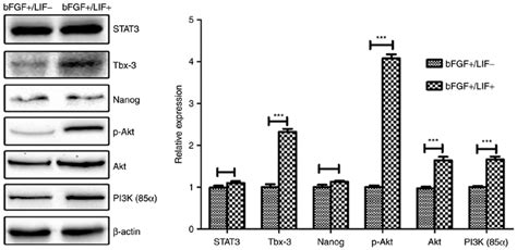Involvement Of The Pi3k Akt Signaling Pathway In Lif Induced Activation Download Scientific