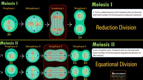 Difference Between Meiosis I And Meiosis II Meiosis I Vs II
