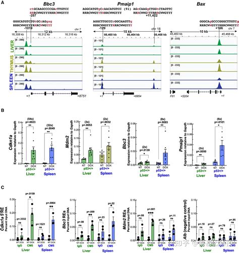 易基因：rna Seq联合chip Seq分析揭示肝脏p53依赖的组织特异性抗辐射机制｜抗性研究