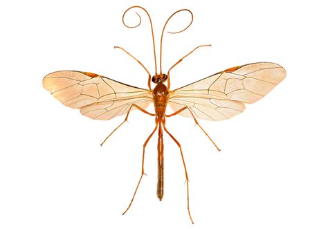 Ophion Sp Ichneumon Wasp Captured On A Insects Ichneumonidae Objects