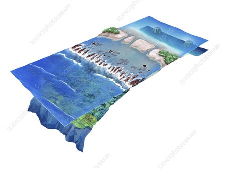 Atoll Illustration Stock Image F Science Photo Library