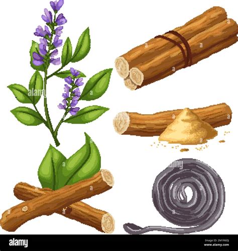 Licorice Liquorice Root Food Set Cartoon Vector Illustration Stock