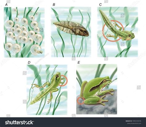Zoology Amphibians Anures Frogs Reproduction Frogs Stock Illustration