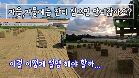 가을 겨울에 잔디를 심으면 안된다고 이걸 어떻게 설명 하지 Youtube