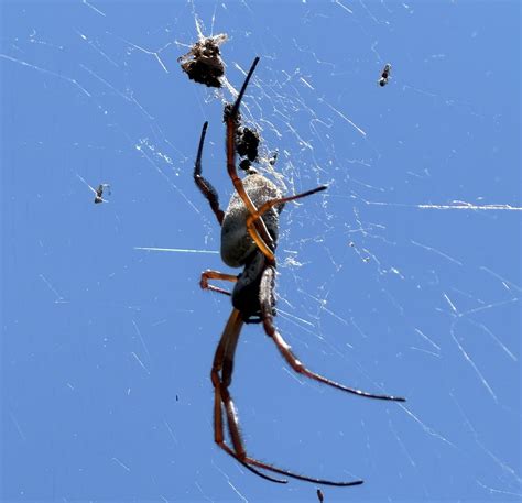 Found In Qld Australia R Whatsthisbug