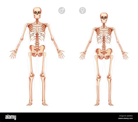 Set Of Women And Men Skeleton Human Body With Open Hands Position Bones