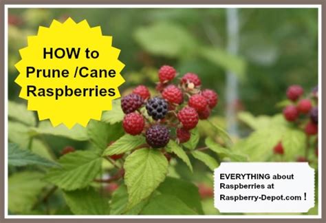 Pruning Raspberries How To Prune Cane Raspberries In Fall Or Spring
