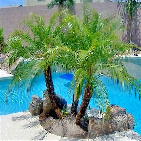 10 Dwarf Pygmy Date Palm Tree Seeds Phoenix Roebelinii Great Etsy