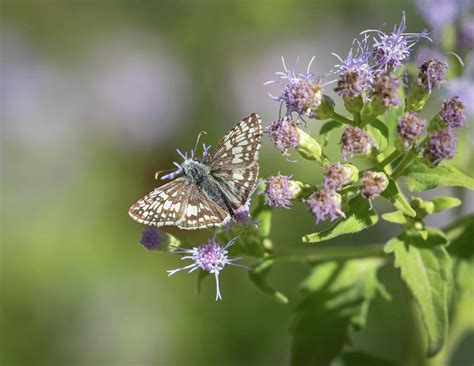Common Checkered Skipper Photograph By Rosemary Woods Fine Art America