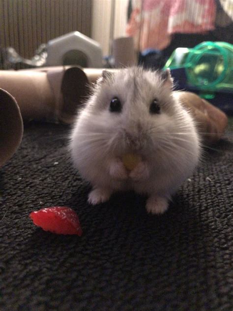 784 Best Corn Guy Images On Pholder Corn Guy Cornsnakes And Jim Cornette