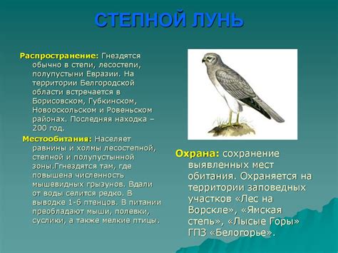 Красная Книга Белгородской области Редкие птицы Белгородской области презентация онлайн