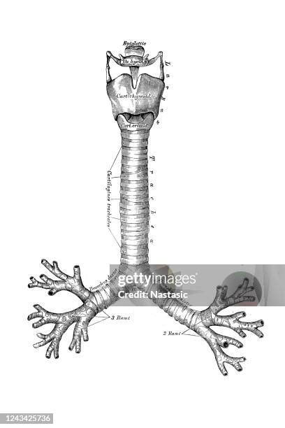 Cross Section Of Trachea Photos And Premium High Res Pictures Getty