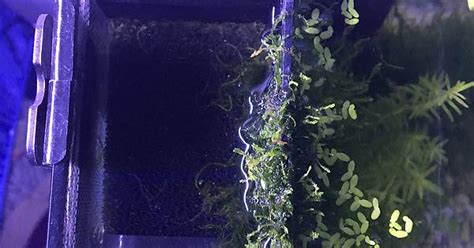More Moss Over Fluval Intake Album On Imgur
