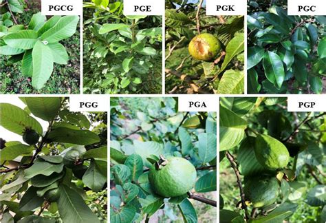 Sesquiterpenes And Monoterpenes From Different Varieties Of Guava Leaf