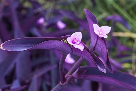 Purple Heart Plant Flower Julimoo