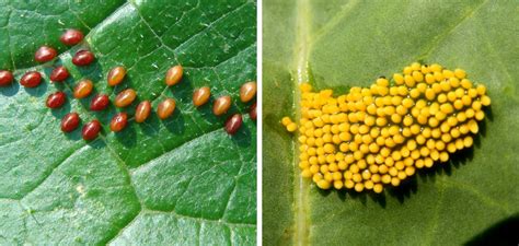 How To Identify Insect Eggs In Garden Detailed Guide 2025