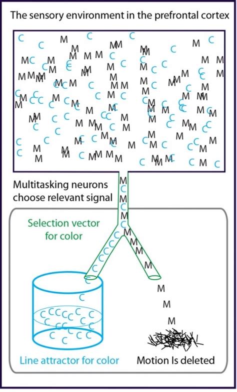 Researchers Discover How Neural Circuits Zero In On The Specific
