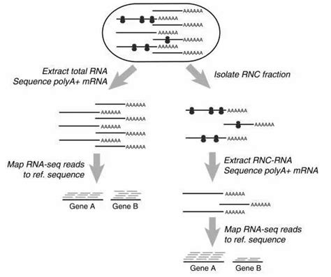 翻译组学研究 首次定量中心法则，提示翻译调控与表型存在密切关系 蛋白质