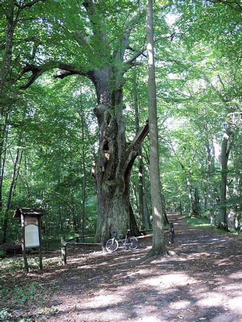 Dąb Wojtek Obwód 7 5 M Wiek Ok 400 Lat Zdjęcia Z Wycieczek