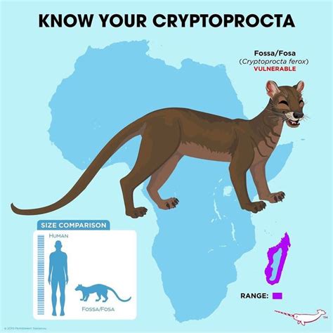 Fossa Facts Distribution Fossa 5 Fascinating Facts Ffvb