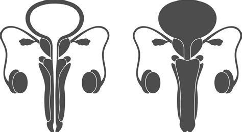 Male Reproductive System With Parts Vector Images Over 250