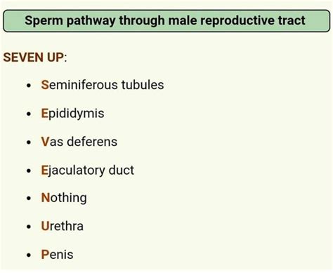 Male Sperm Pathway Trick