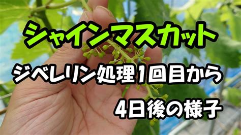シャインマスカット ジベレリン処理1回目から4日後の花穂の様子 Youtube