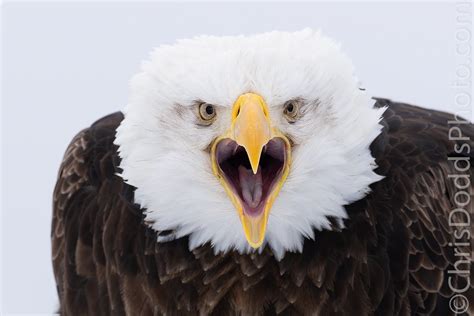 Bald Eagle The Call Of The Wild — Nature Photography Blog