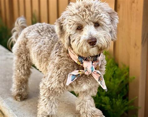 Labradoodle Colors The Standard And Rare Lab Poodle Coat Colors K9 Web