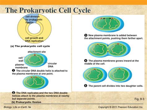 Ppt Understanding Cellular Reproduction The Importance Of Cell