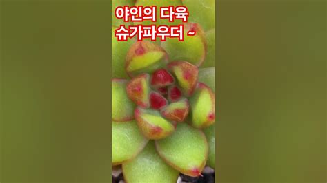 하루 마무리 잘 하시고 꿀잠요 ~ 이찬원 파종이 실생 다육 다유기 다육이 다육식물 반려식물 다육판매 다육이판매