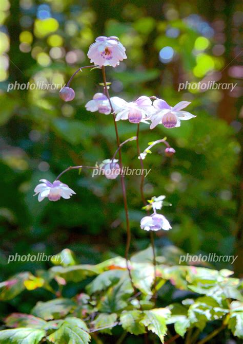 レンゲショウマの花 写真素材 3310974 フォトライブラリー photolibrary